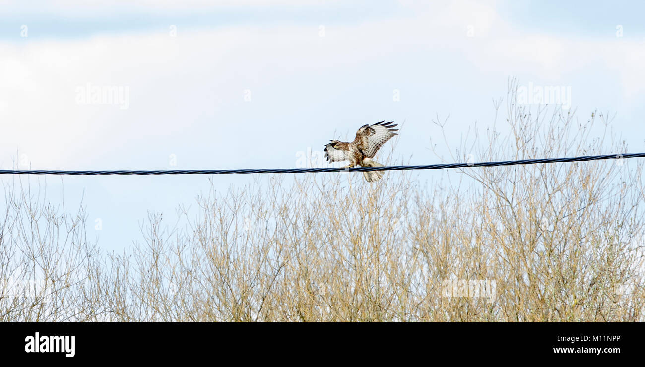 A Common buzzard landing on a power cable over open fields, Knightcote ...