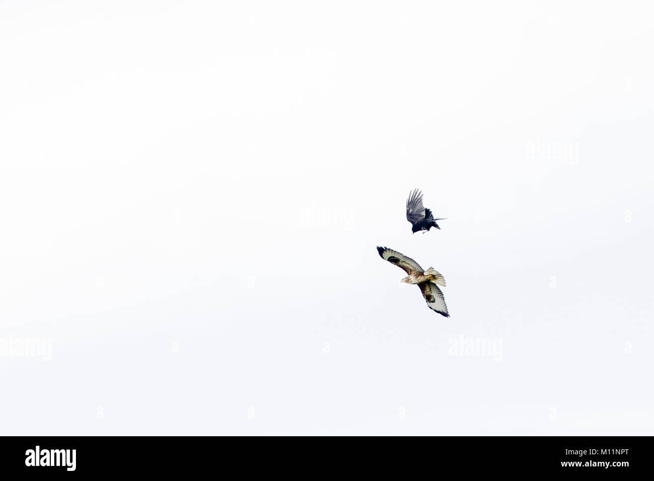 A Common buzzard being mobbed by a Carrion crow, Knightcote ...