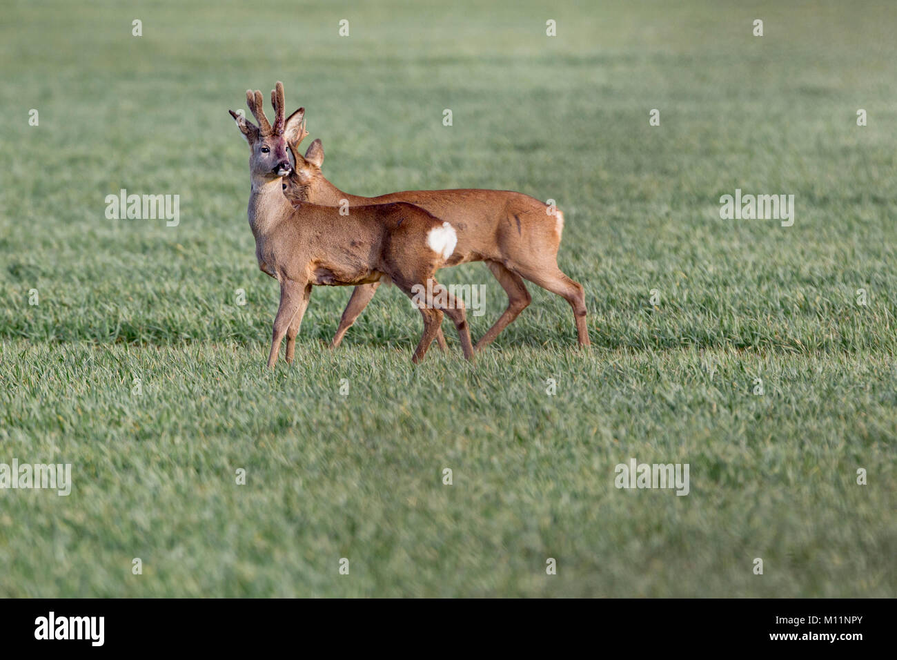 English open roe hi-res stock photography and images - Alamy
