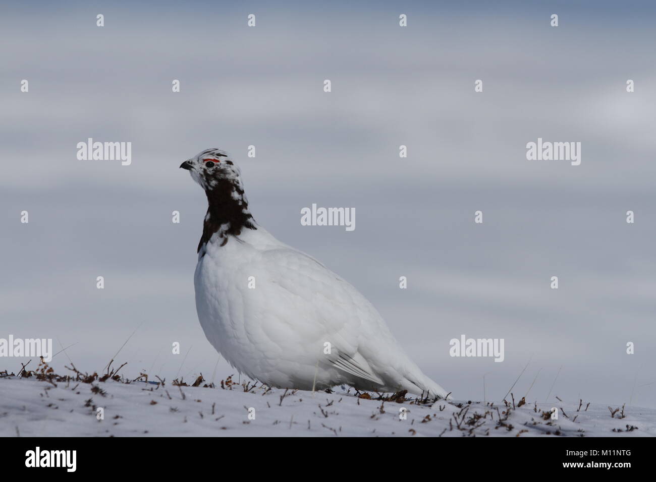 Nunavut Rock Ptarmigan