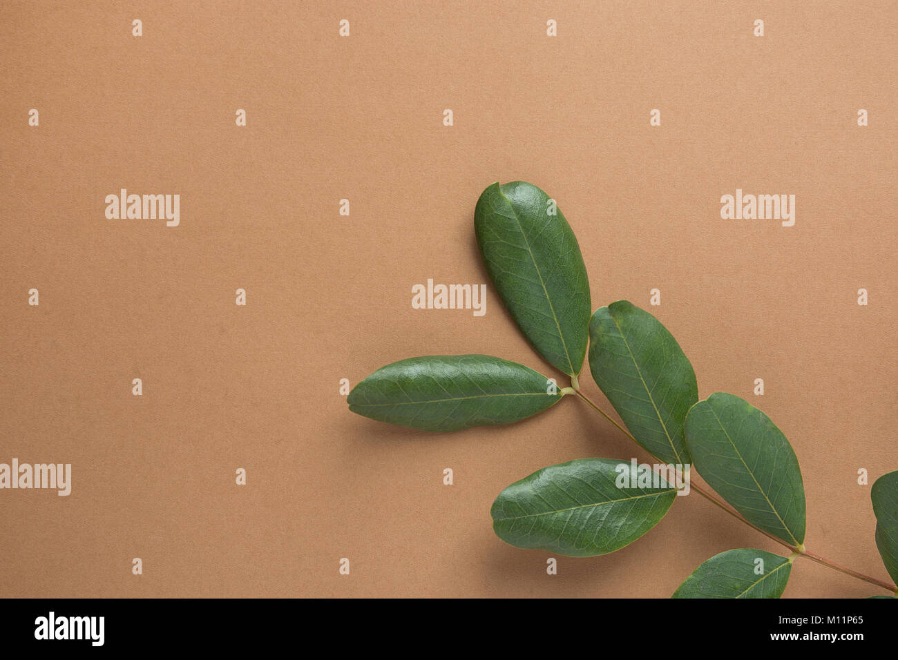 Tree Branch with Fresh Green Leaves on Beige Light Brown Background ...