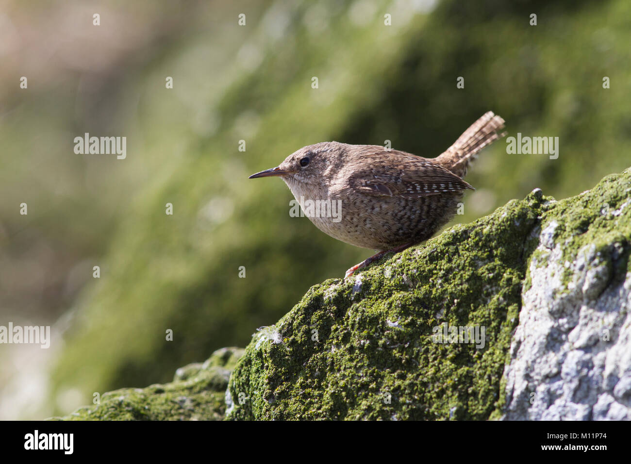 Winter wren sitting on a rock on the seaside slope of Copper Island on ...