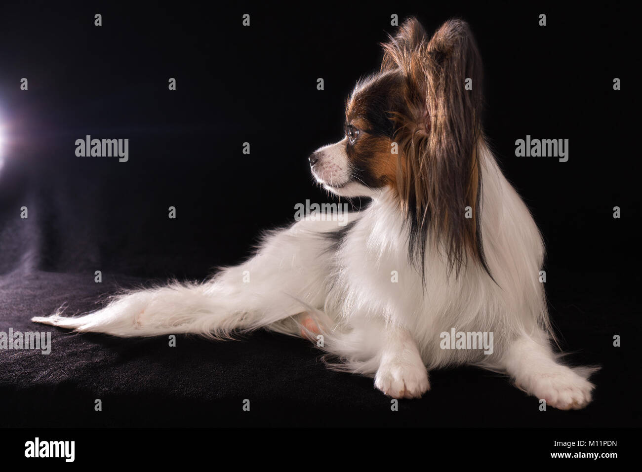 Beautiful young male dog Continental Toy Spaniel Papillon on black ...