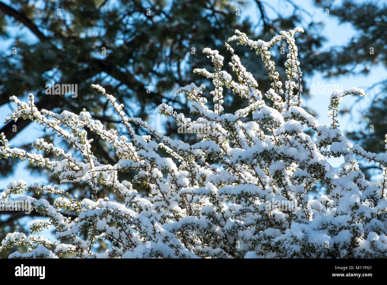 Covered bush hi-res stock photography and images - Alamy