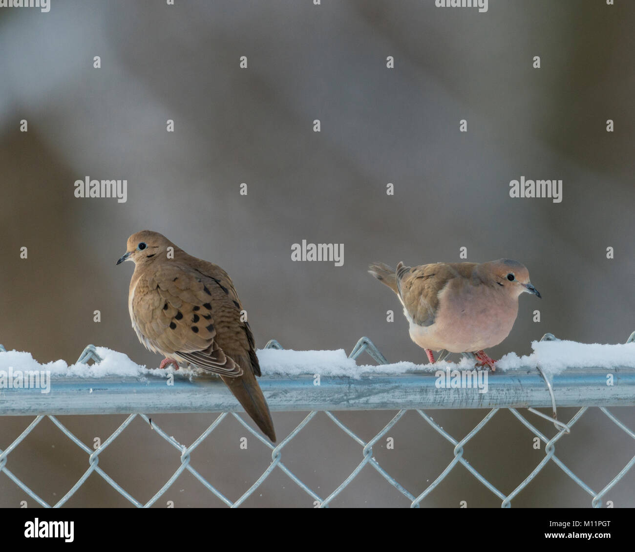 Mourning dove pair hi-res stock photography and images - Alamy