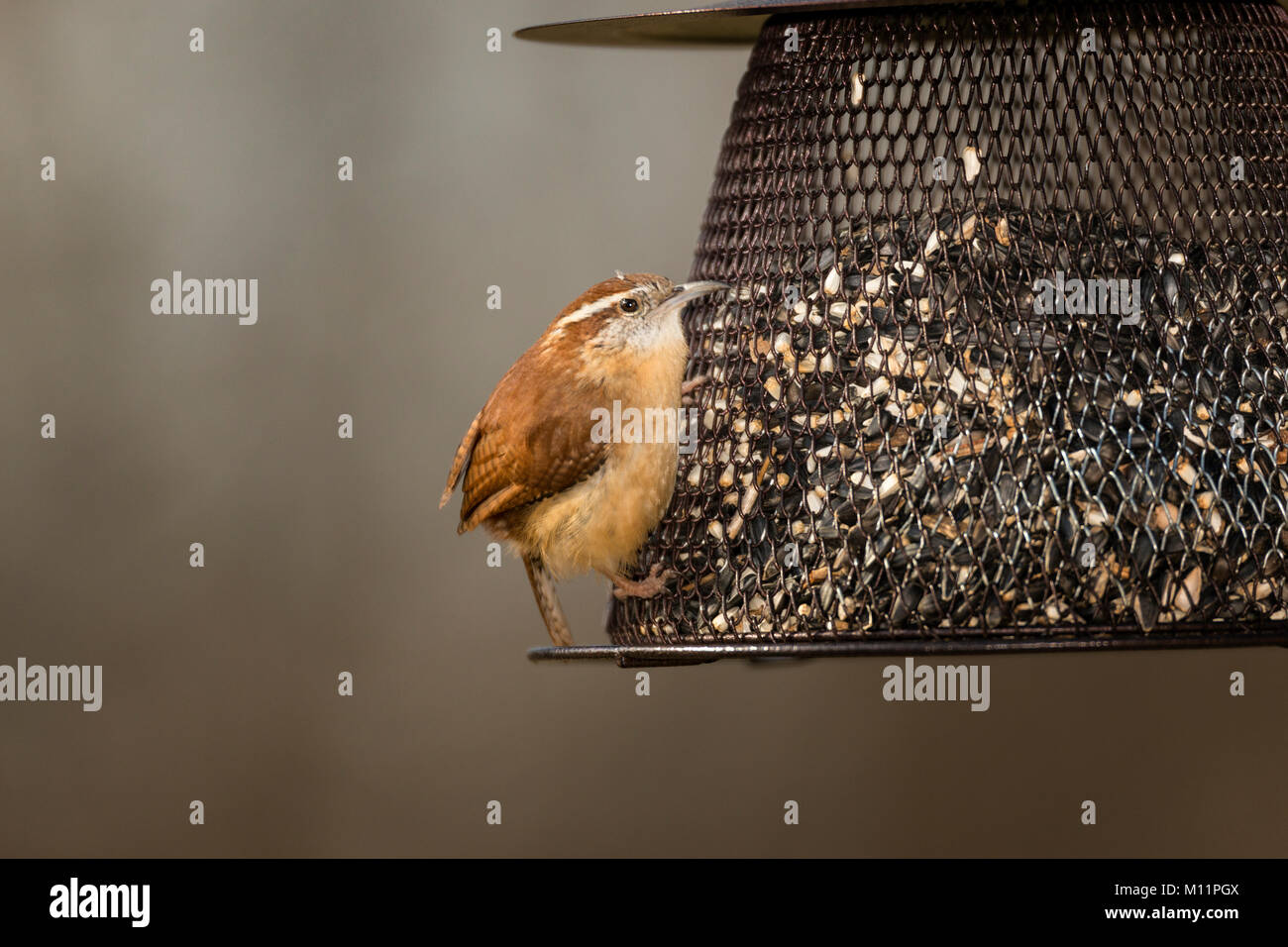Carolina wren at bird feeder hi-res stock photography and images - Alamy