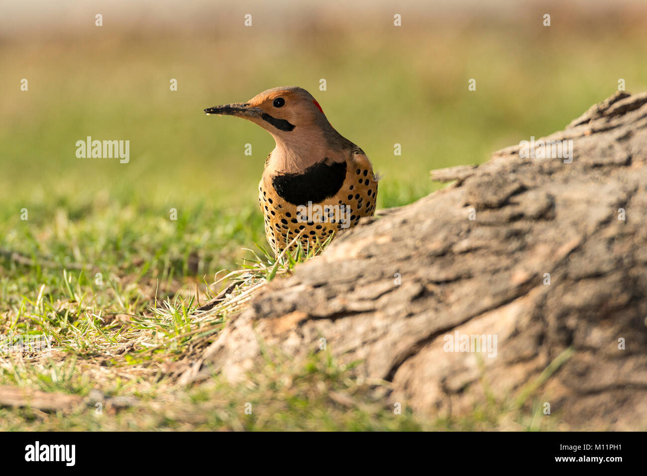 Female northern flicker hi-res stock photography and images - Alamy