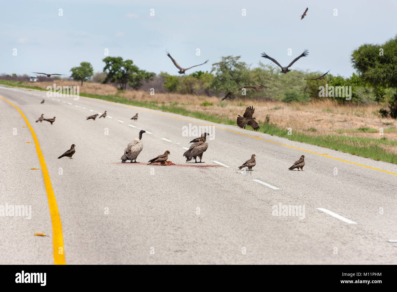 Vultures eating carcass hi-res stock photography and images - Alamy