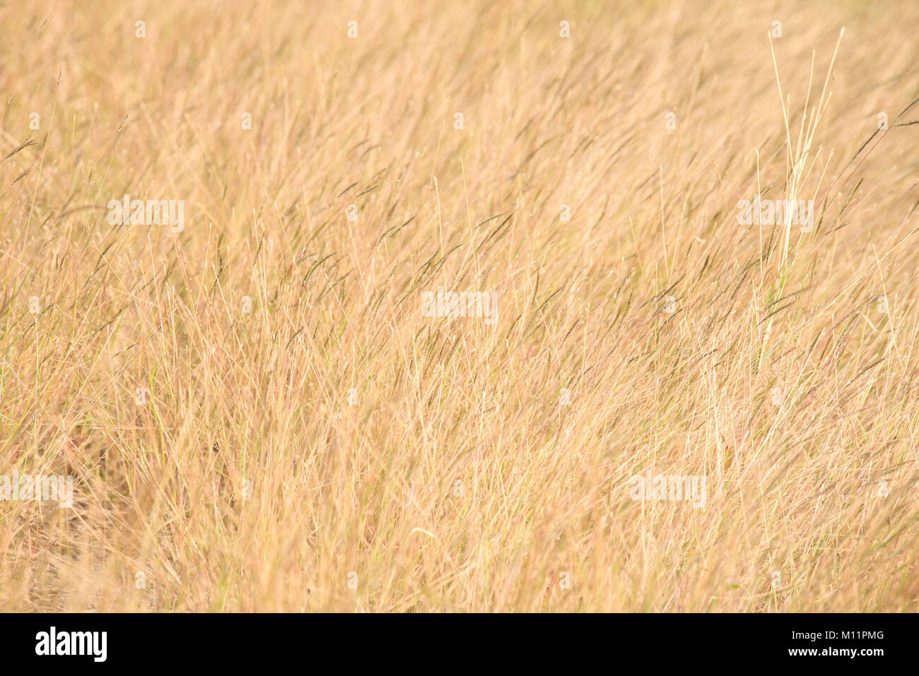 Prairie ground texture hi-res stock photography and images - Alamy
