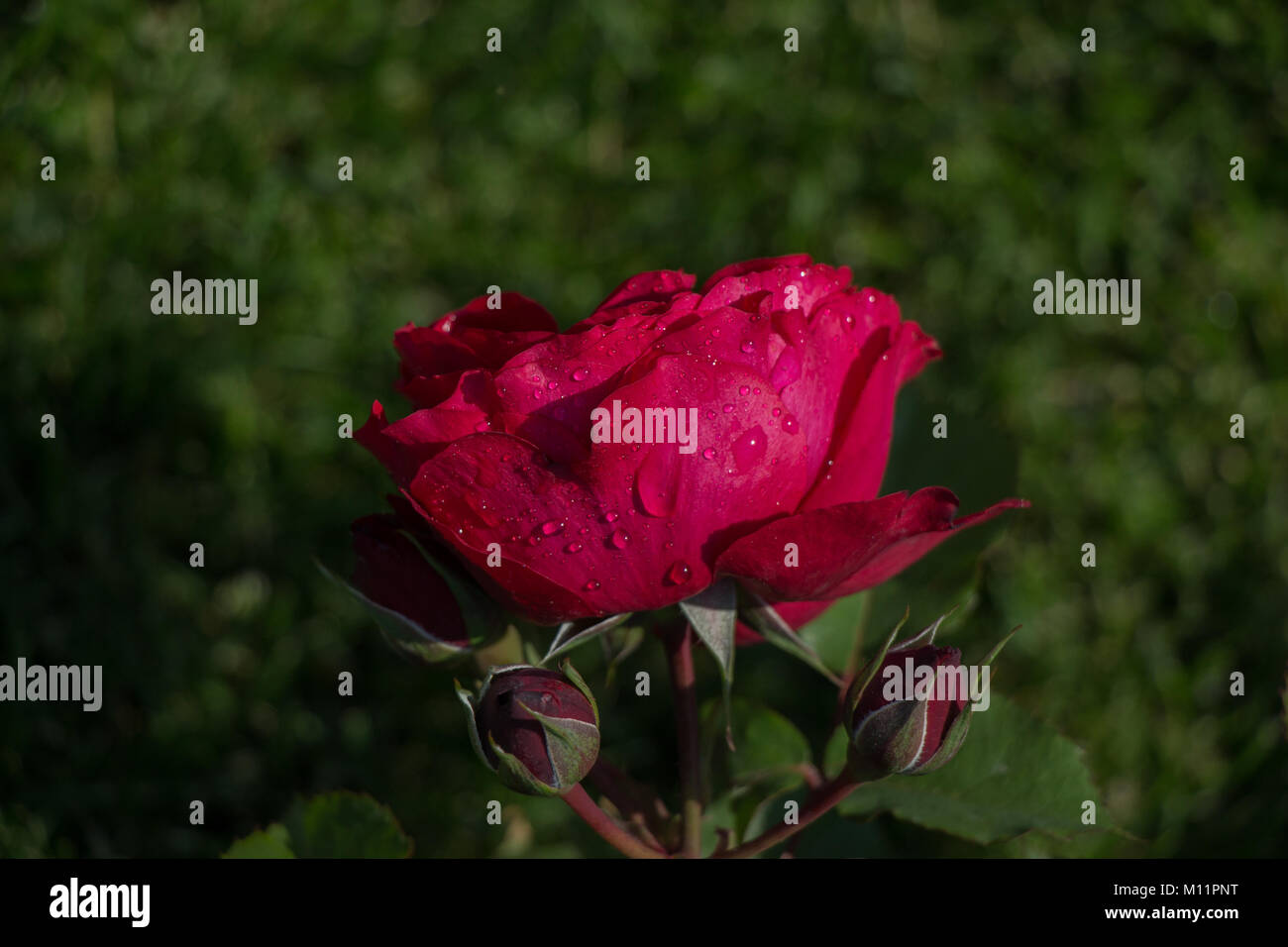 Beautiful colorful Rose Flower on garden background Stock Photo - Alamy