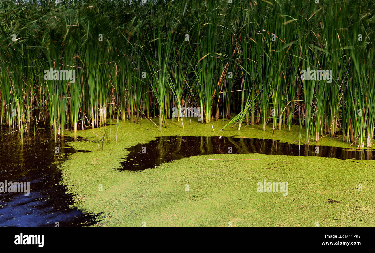 Overgrown pond. Grown with a Duckweed and a cane a coastal strip Stock ...