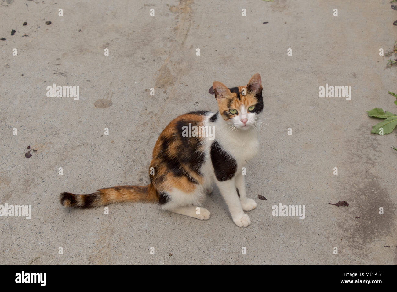 Stray cat seen in the street of the city Stock Photo - Alamy