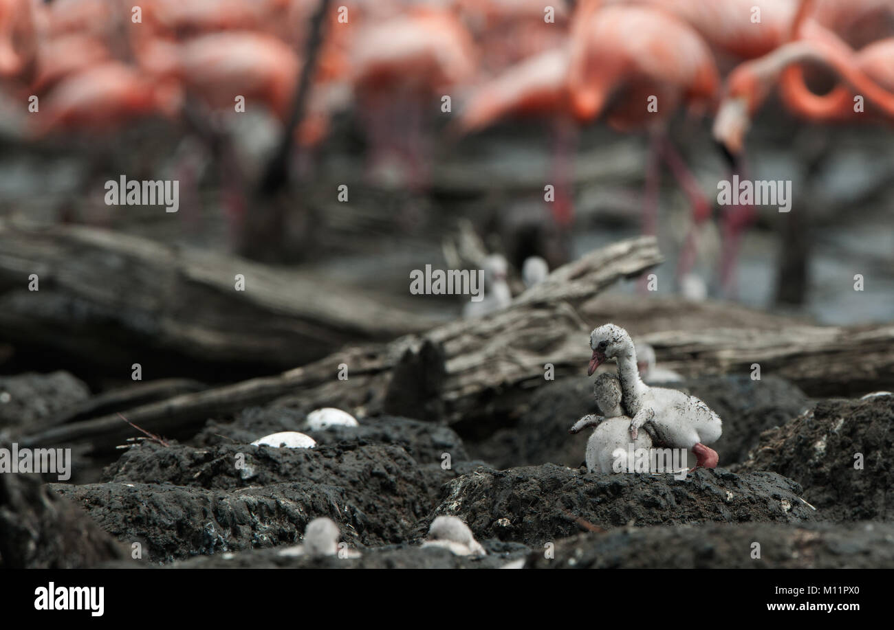 Baby bird of the Caribbean flamingo. A warm and fuzzy baby bird of the ...