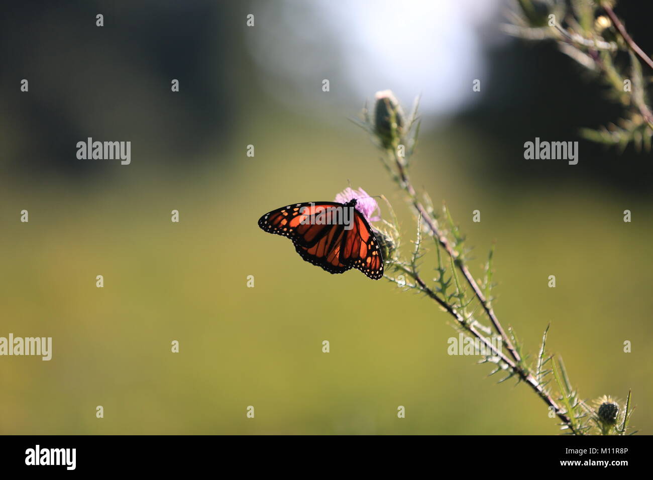 Brightly colored monarch butterfly gathering nectar Stock Photo - Alamy