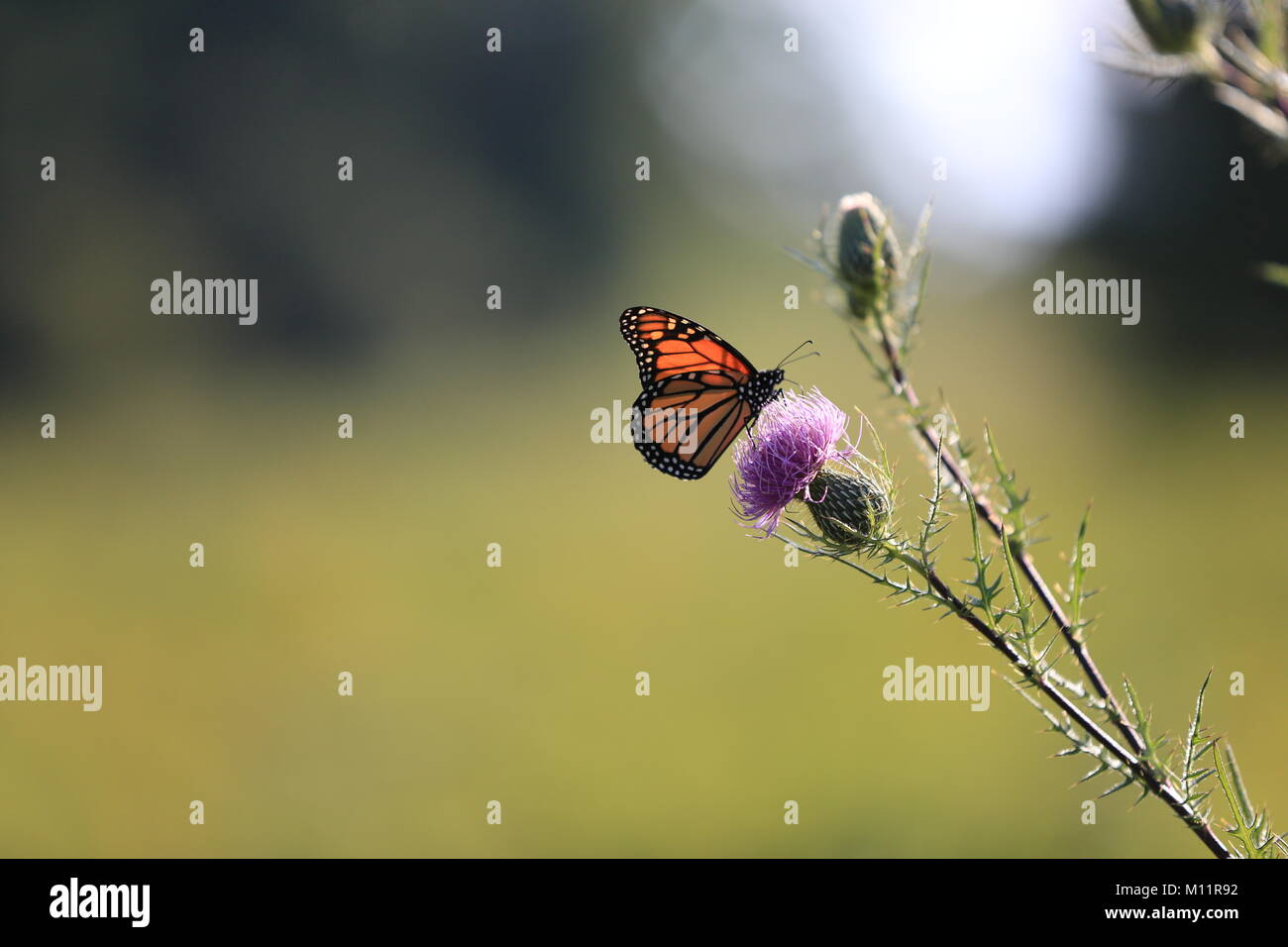Brightly colored monarch butterfly gathering nectar Stock Photo - Alamy
