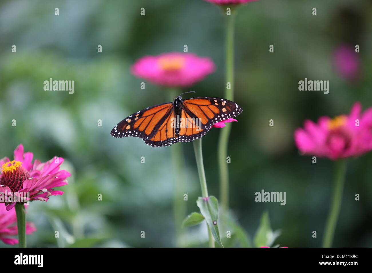 Brightly colored monarch butterfly gathering nectar Stock Photo - Alamy