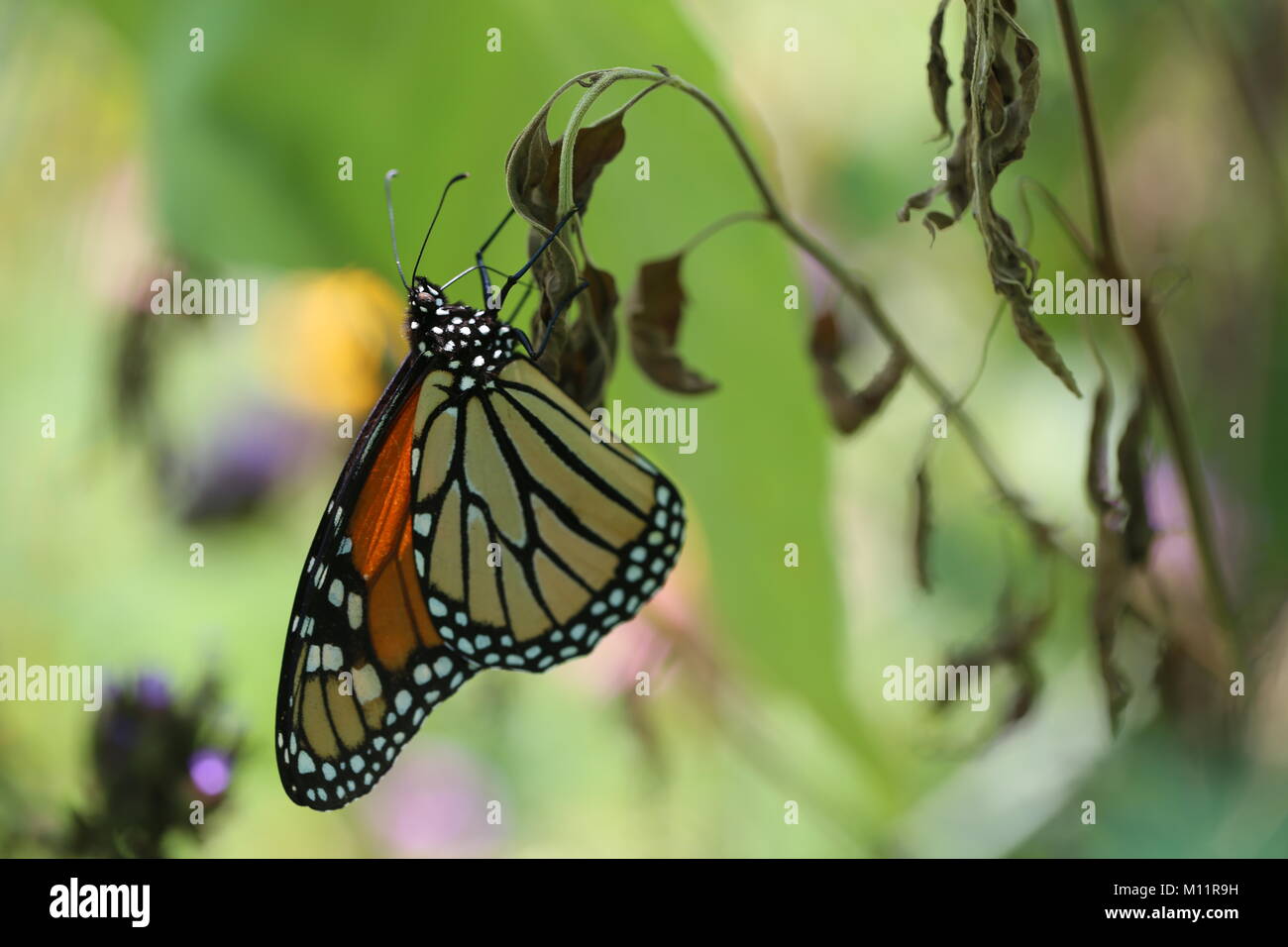 Brightly colored monarch butterfly gathering nectar Stock Photo - Alamy