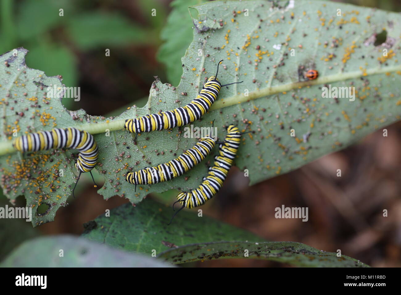 Monarch caterpillar butterfly hi-res stock photography and images - Alamy