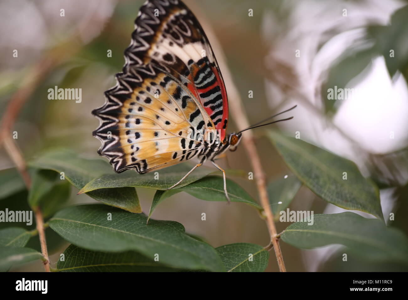 Common lacewing hi-res stock photography and images - Alamy