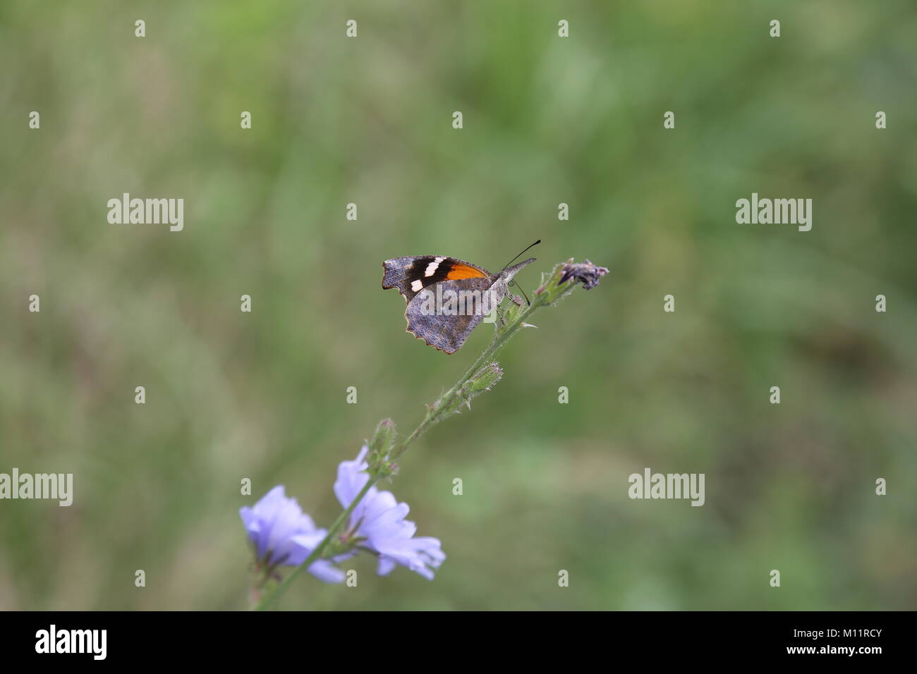 Landed on my hand hi-res stock photography and images - Alamy