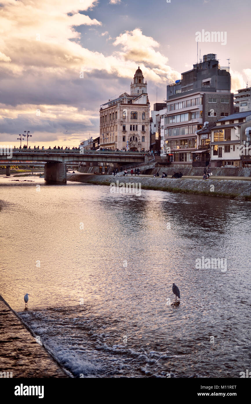 Shijo bridge over Kamo-gawa, Kamo River, with two herons standing in it ...