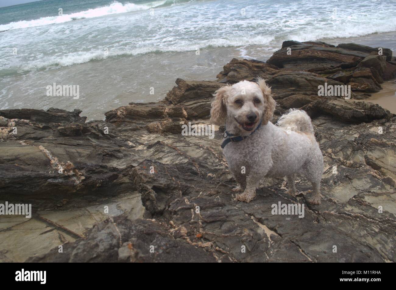 Puppy exploring beach hi-res stock photography and images - Alamy