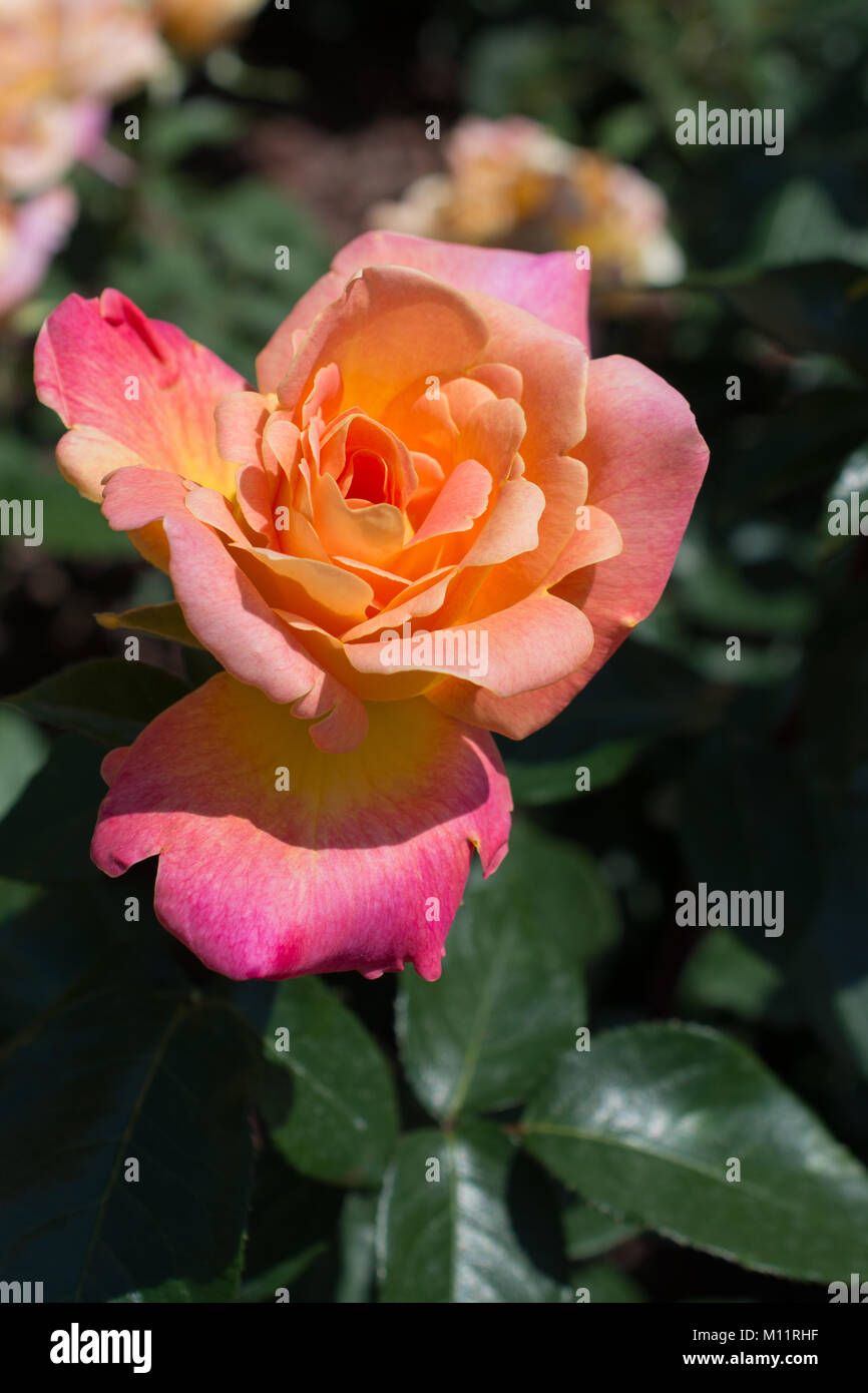 Beautiful fresh roses in close up view Stock Photo - Alamy