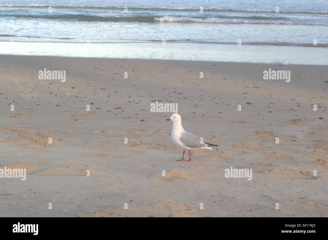 Sandy beach seagull hi-res stock photography and images - Alamy