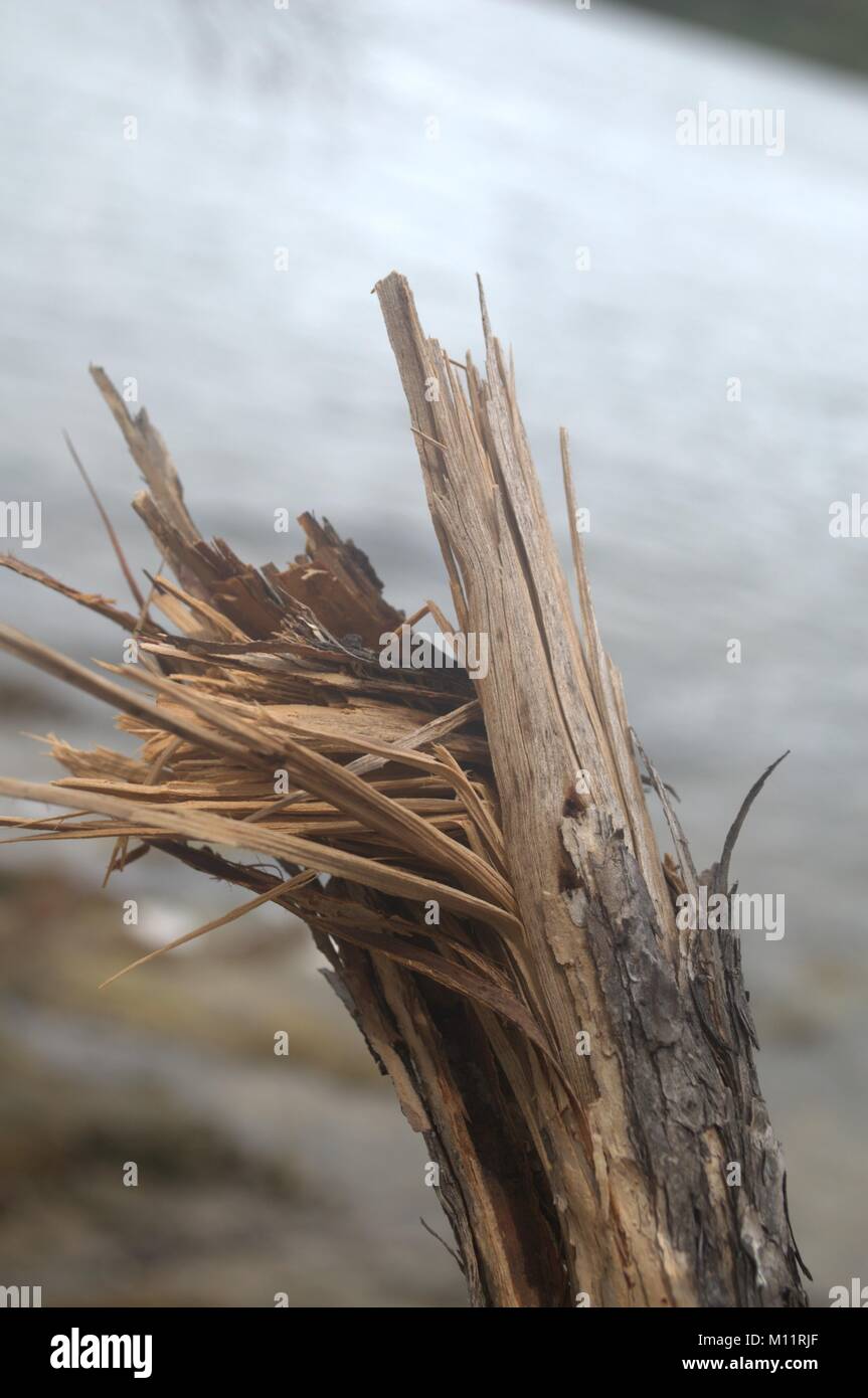 Broken tree stick hi-res stock photography and images - Alamy
