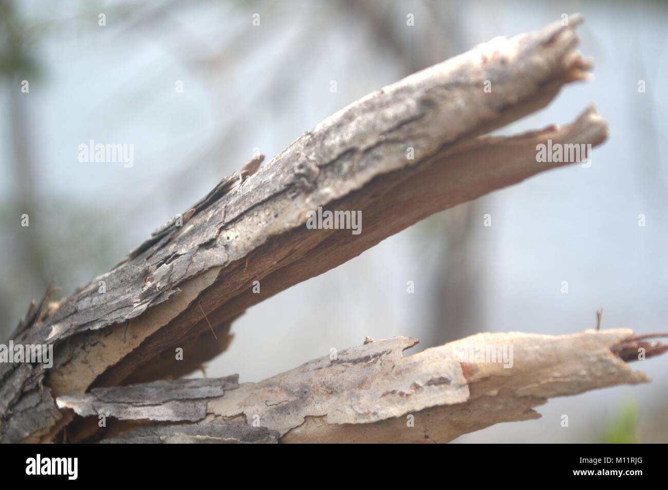 Broken tree stick hi-res stock photography and images - Alamy