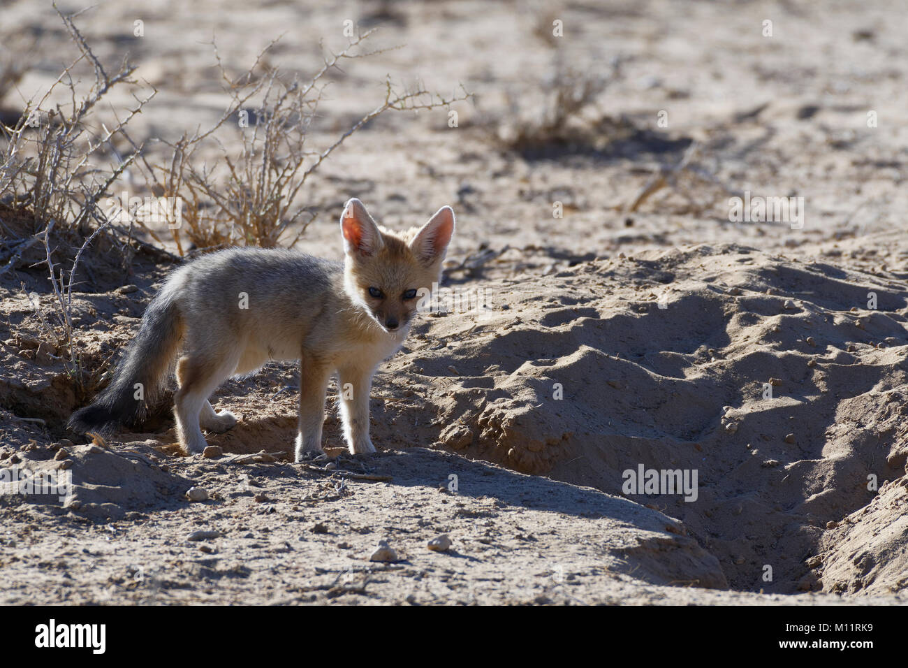 Young Cape fox (Vulpes chama), standing at the top of the burrow ...
