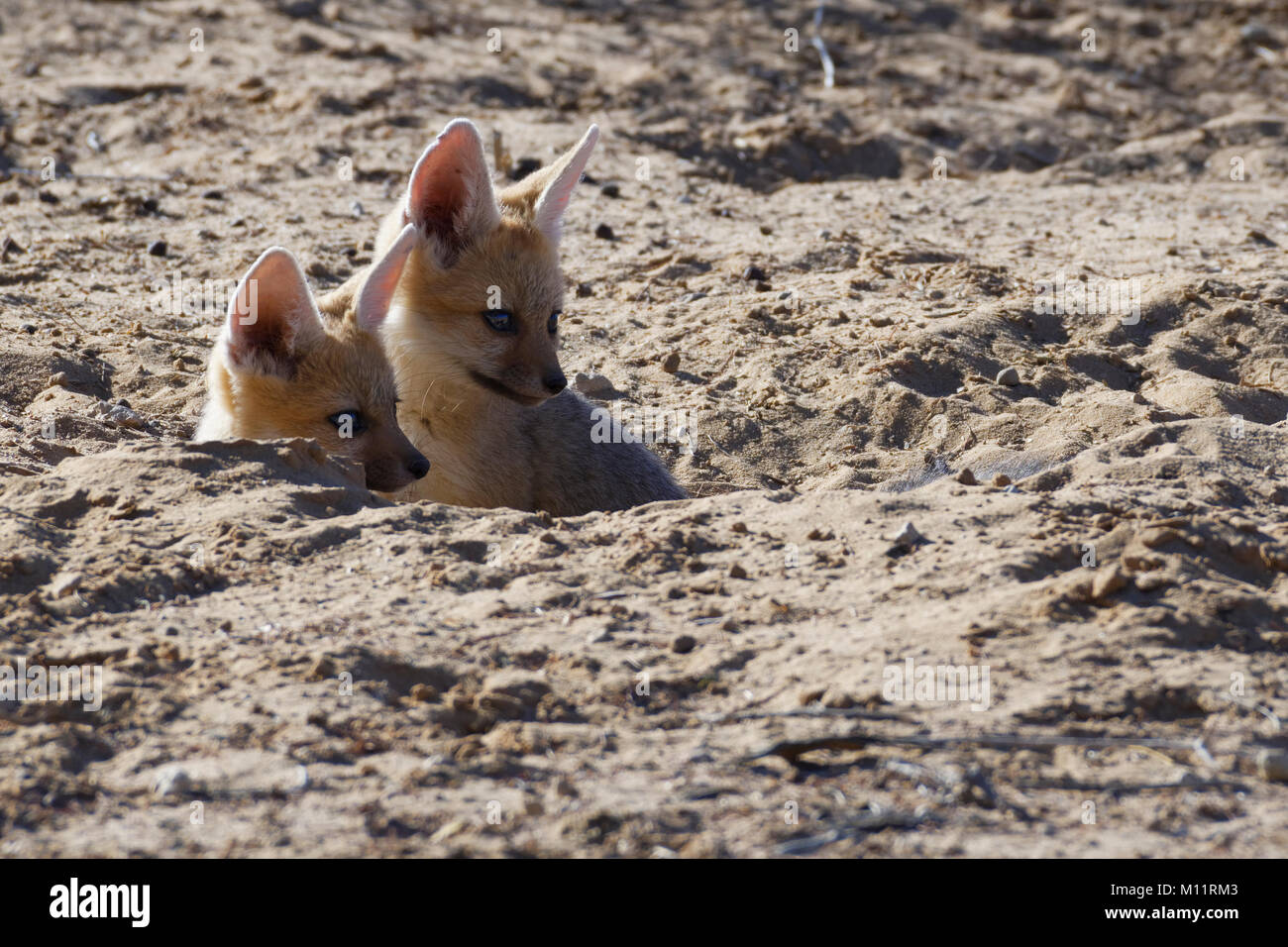 Two fox cubs sitting side by side hi-res stock photography and images ...