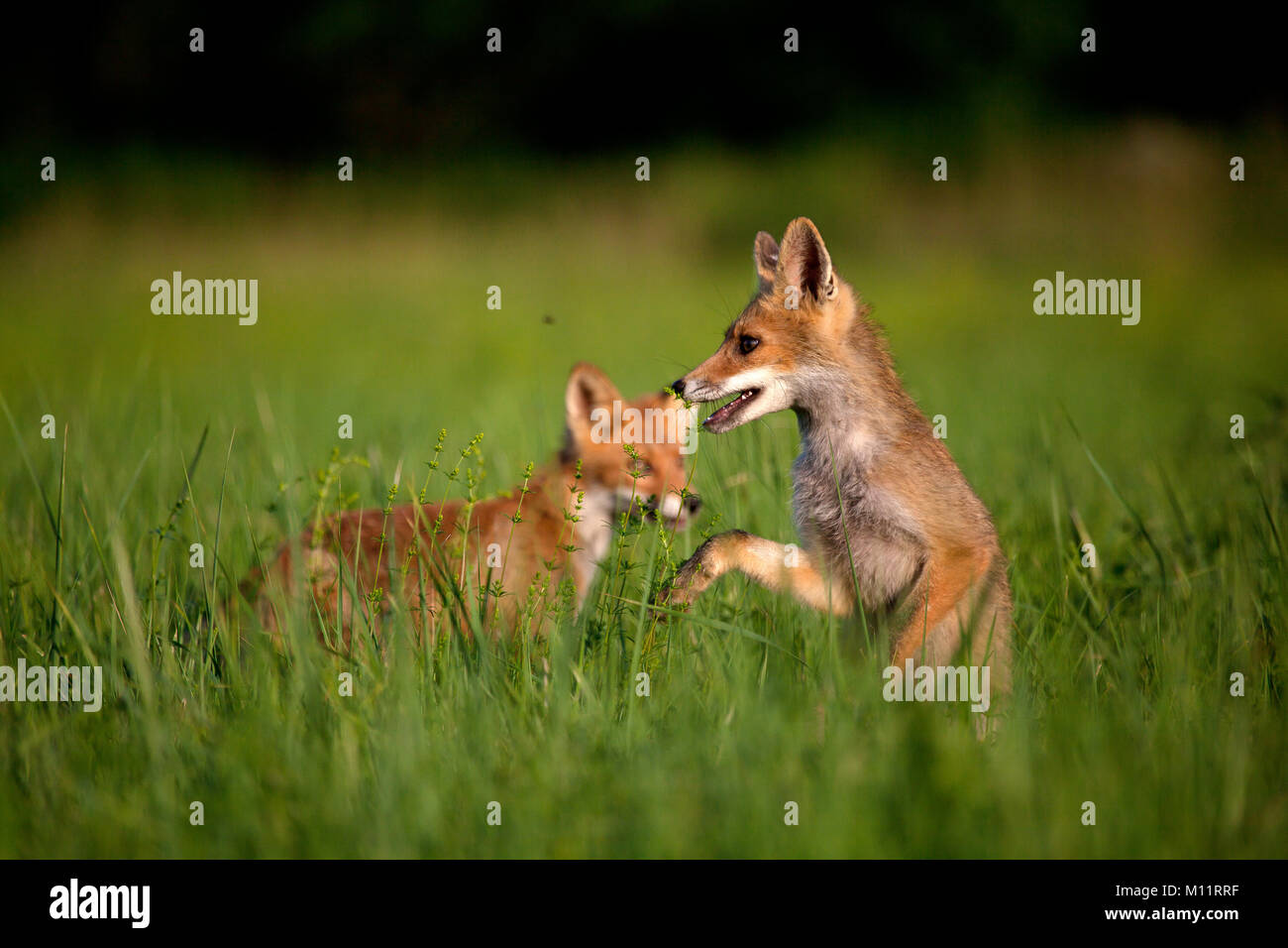 Baby red foxes playing hi-res stock photography and images - Alamy