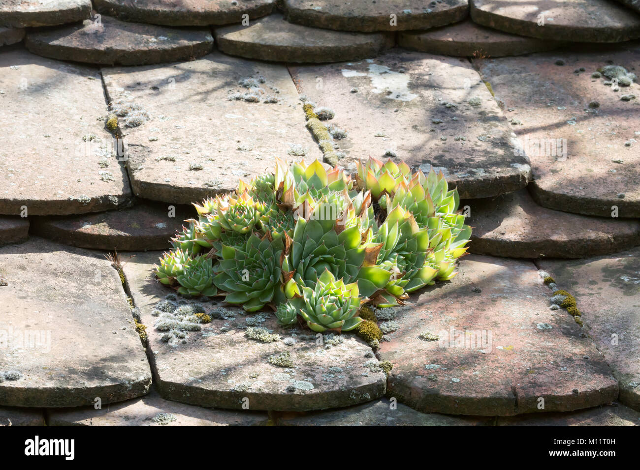 Stonecrop family hi-res stock photography and images - Alamy