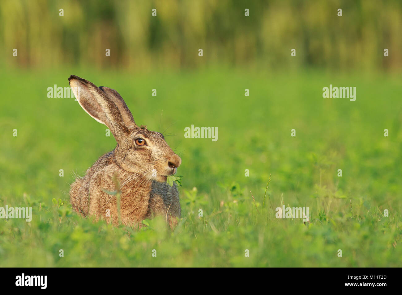 Hare on meadow Stock Photo - Alamy