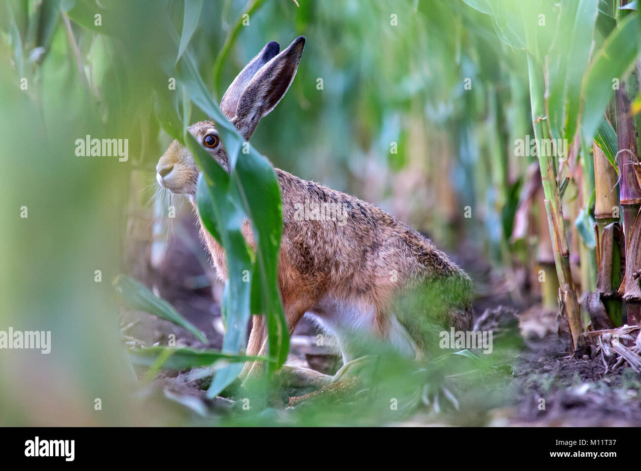 Hare on meadow Stock Photo - Alamy