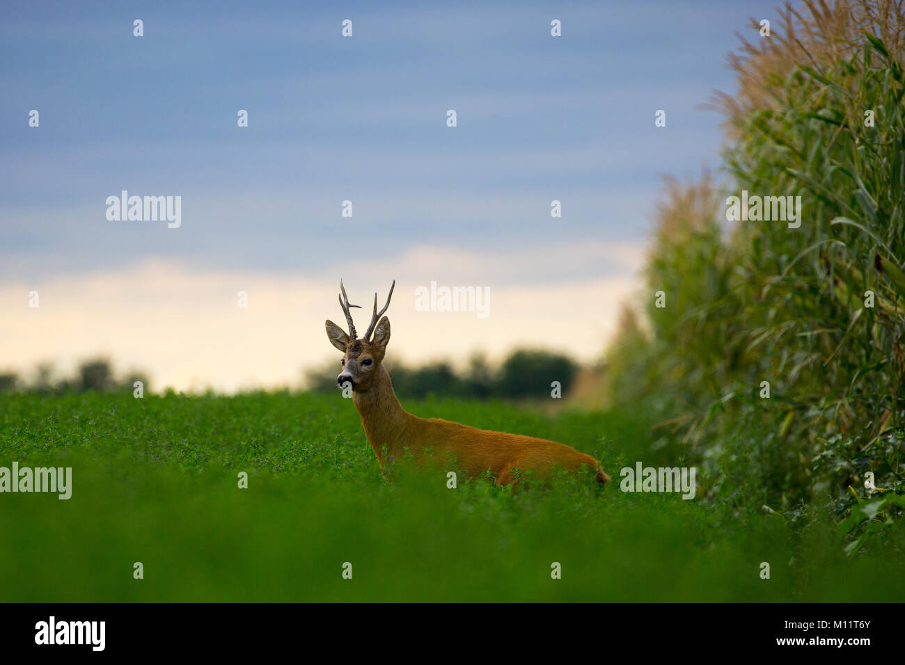 Roe corn hi-res stock photography and images - Alamy