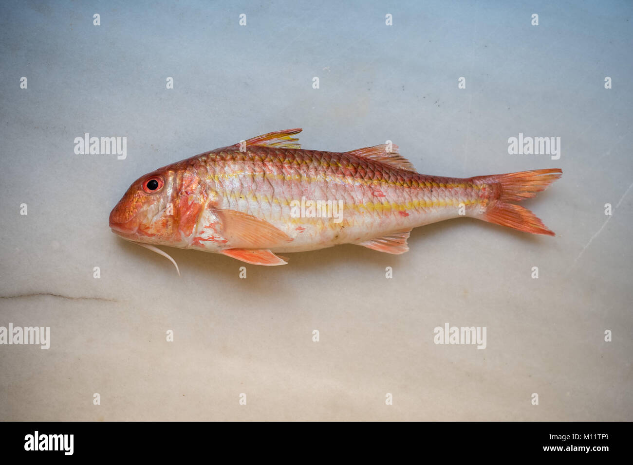 Mullet fish hi-res stock photography and images - Alamy