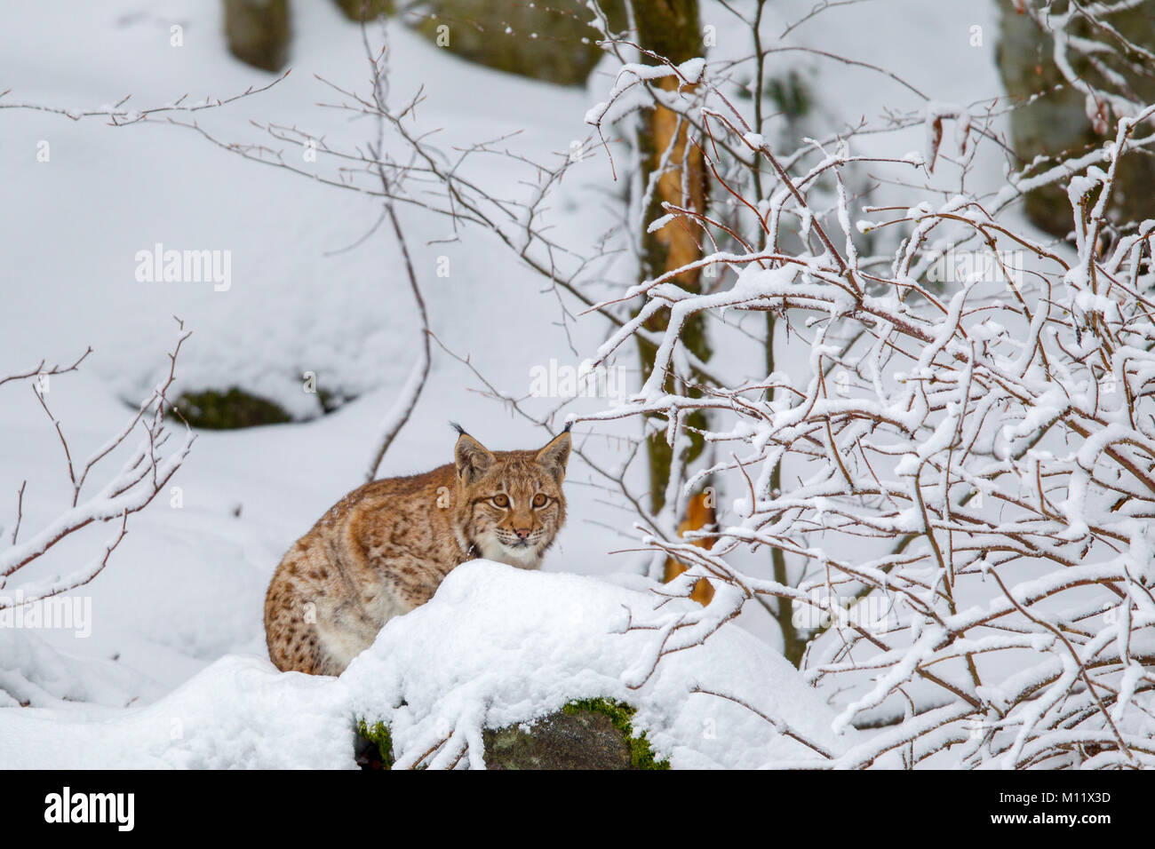 Eurasian lynx (Lynx lynx) in the snow in the animal enclosure in the ...