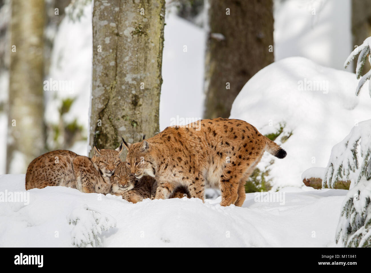 Lynx lynx hi-res stock photography and images - Alamy