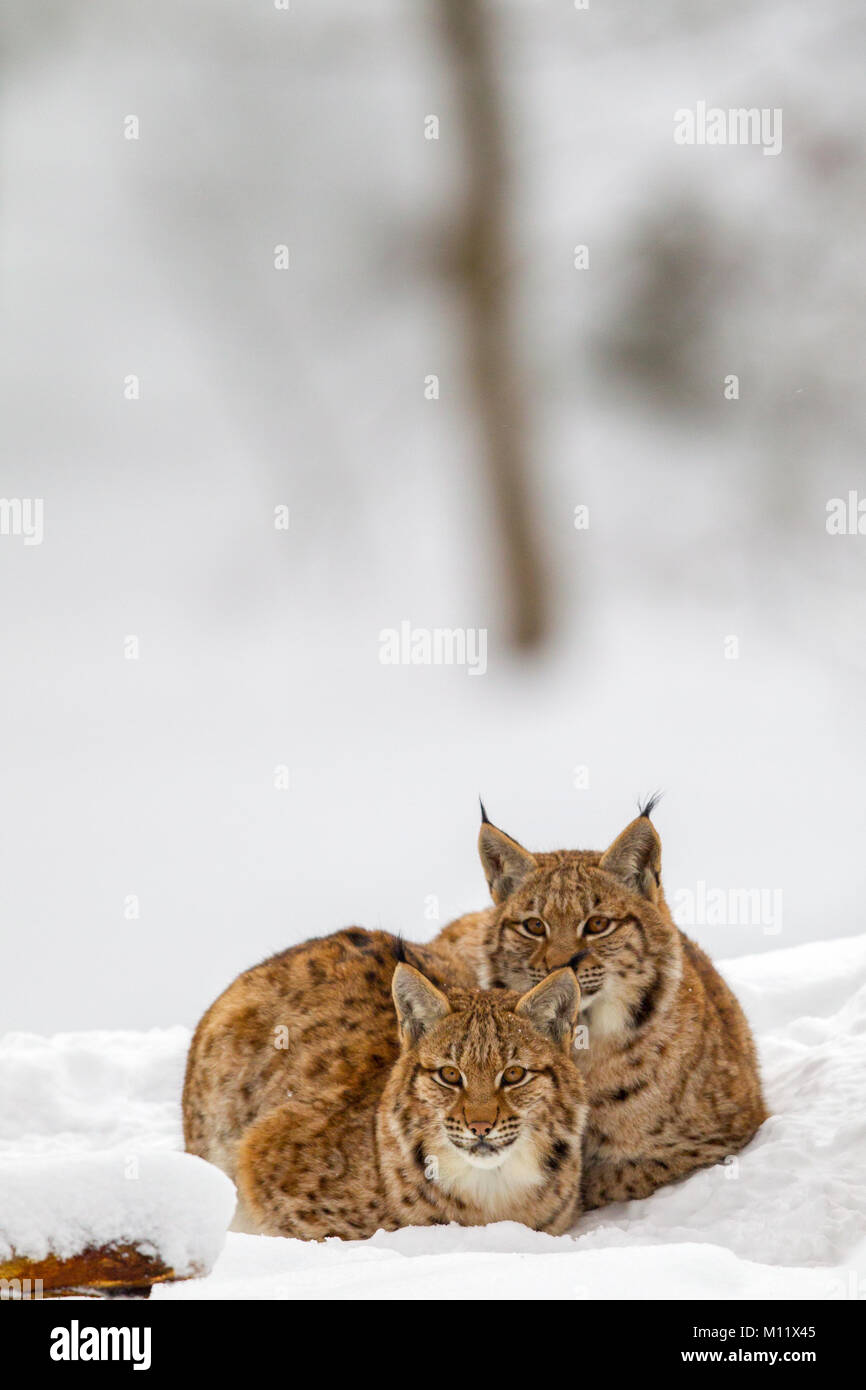 Two young Eurasian lynx (Lynx lynx) in the snow in the animal enclosure ...