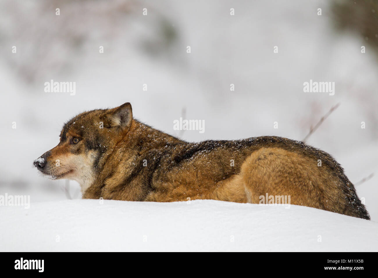 Canis lupus lupus winter germany hi-res stock photography and images ...