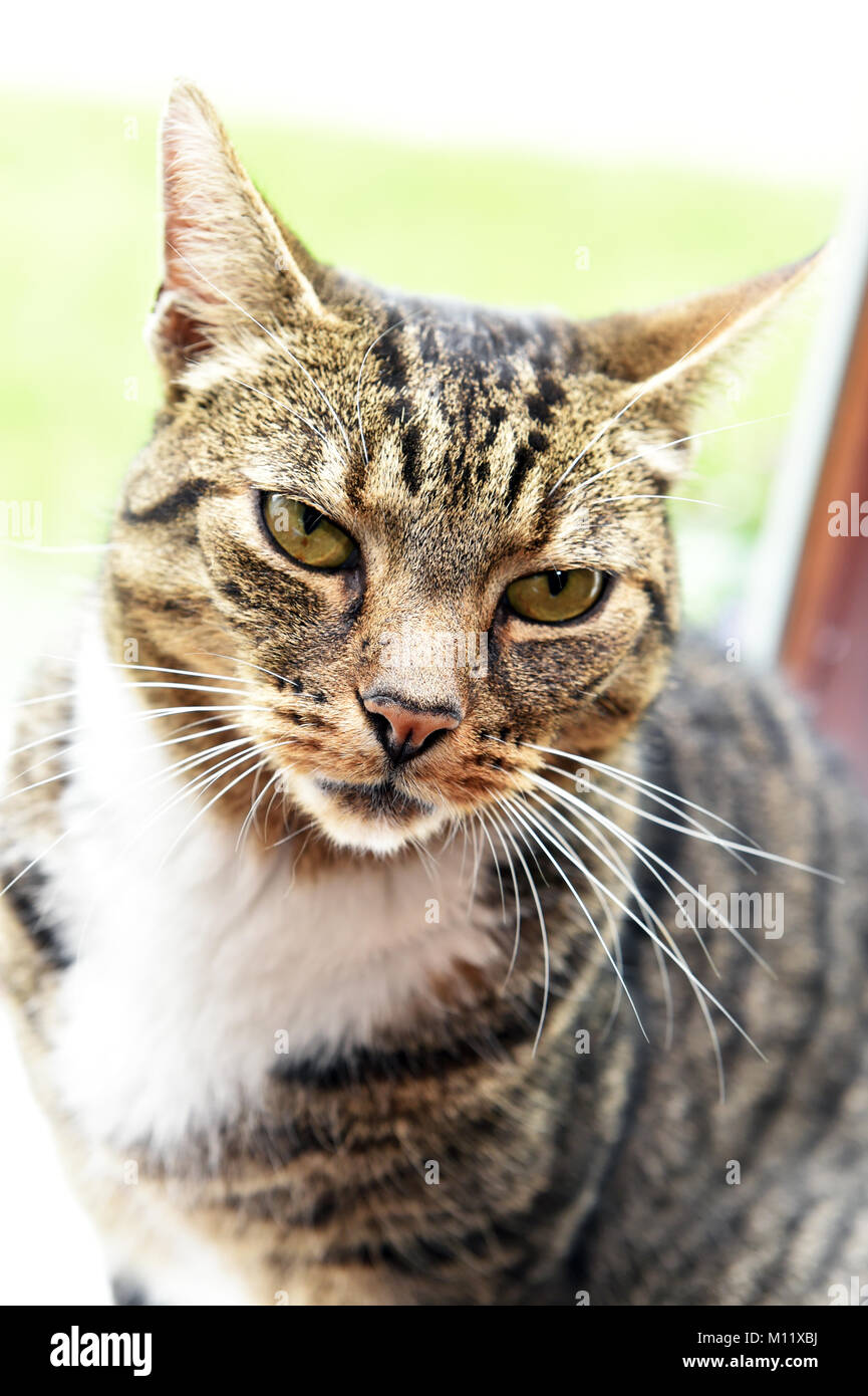 Tabby cat looking into the camera Stock Photo - Alamy
