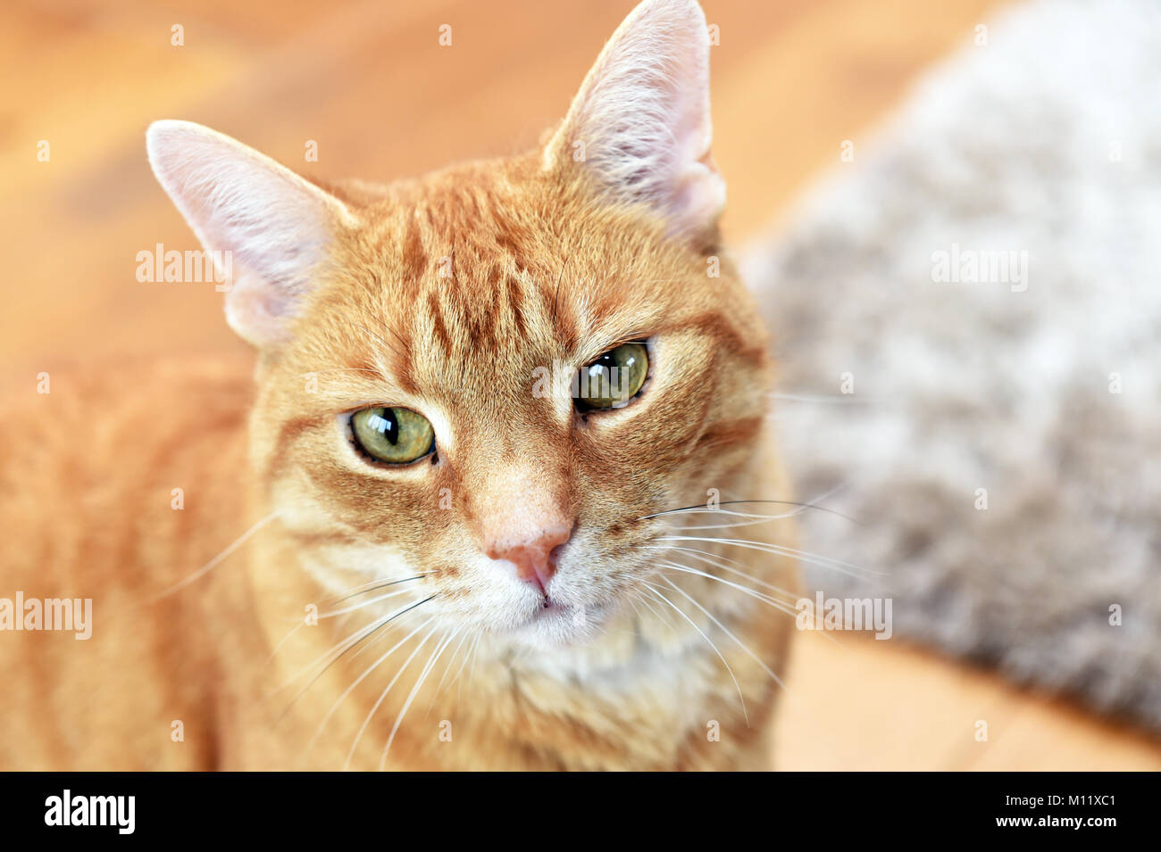 Ginger cat in a domestic house Stock Photo - Alamy