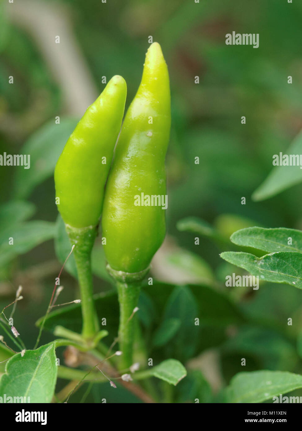 Close up view of green organic chili pepper on the tree with shallow ...