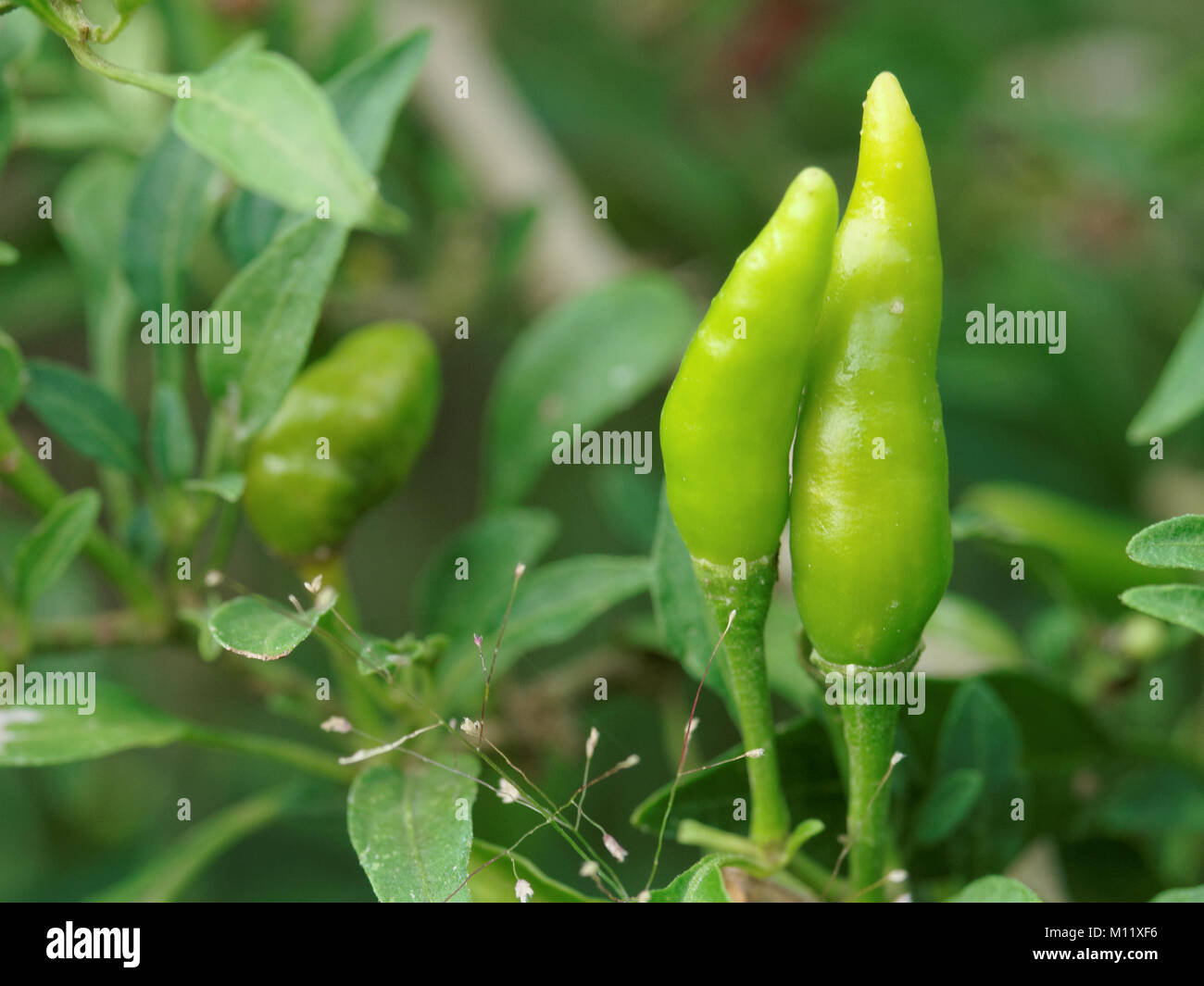 Close up view of green organic chili pepper on the tree with shallow ...