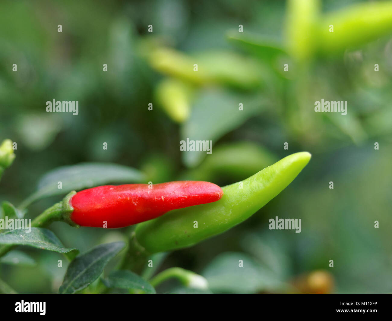 Chili farming hi-res stock photography and images - Alamy