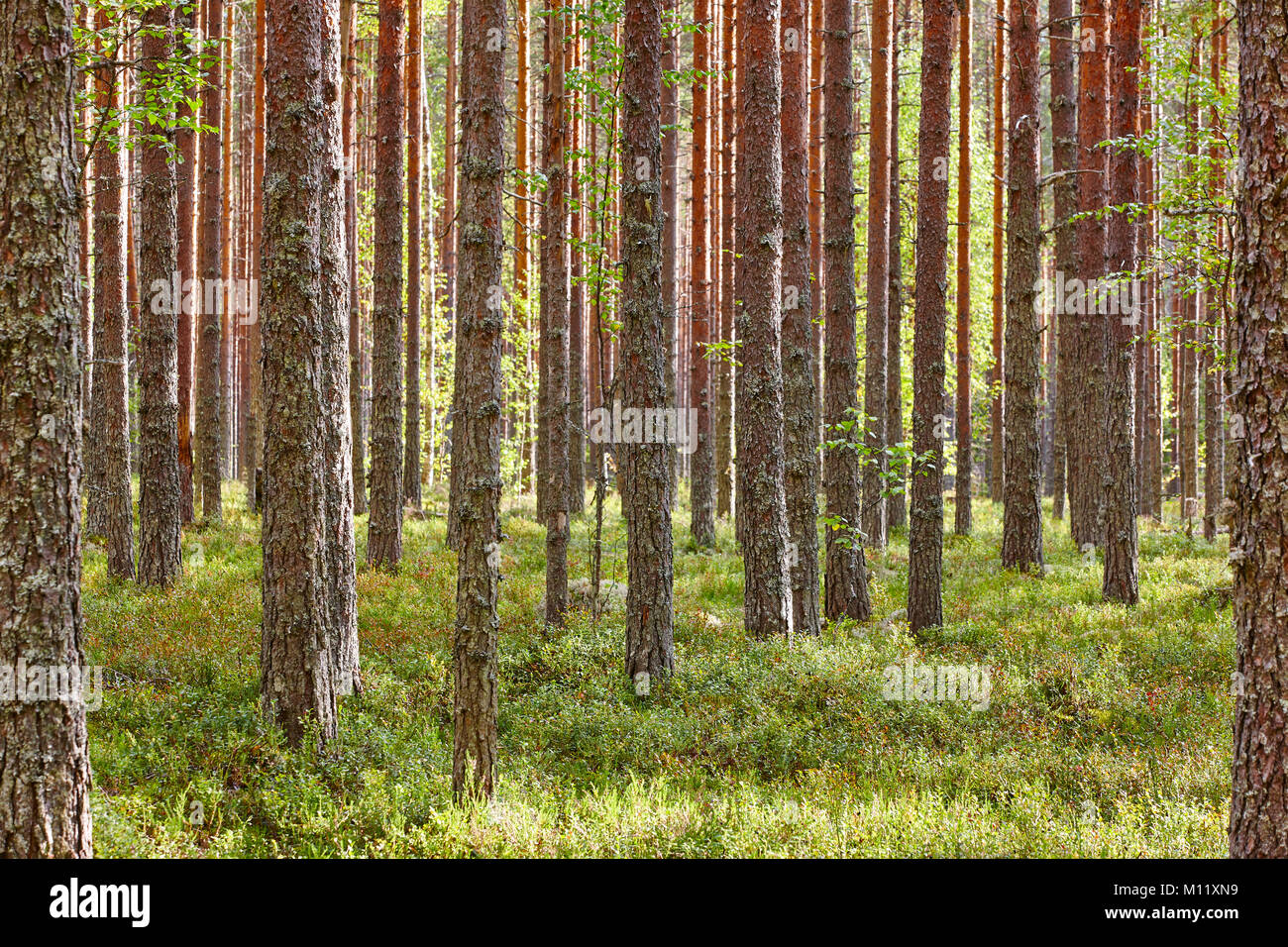 Finland pine wood forest at sunset. Backlit landscape. Travel ...