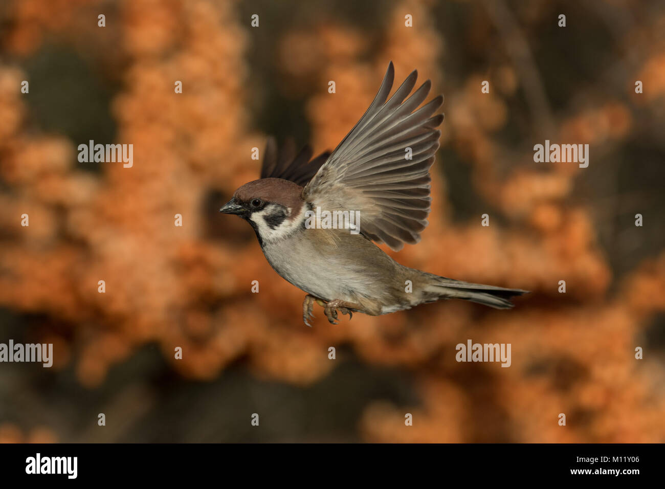 Tree sparrow in flight Stock Photo - Alamy