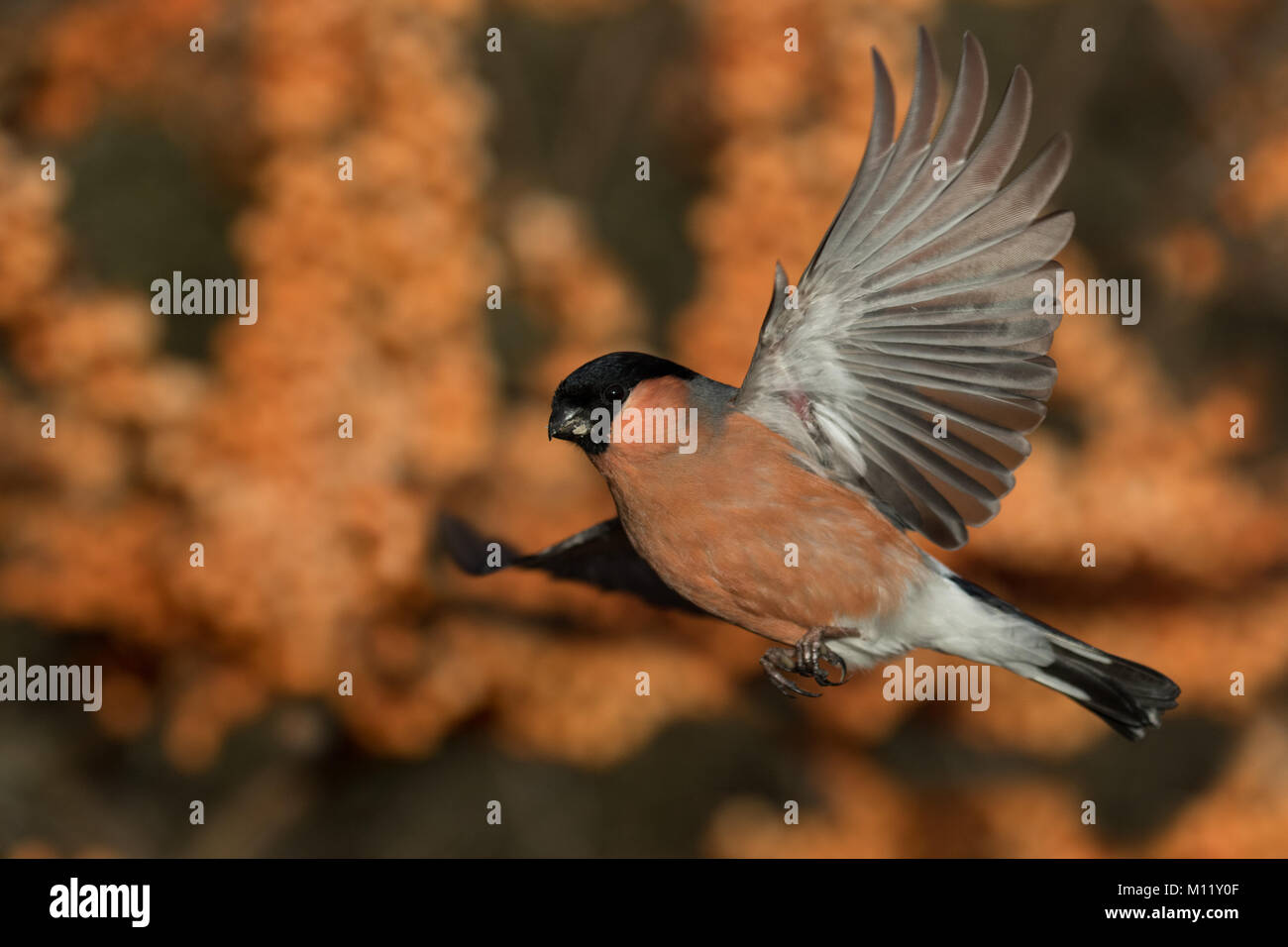 Bullfinch (male) in flight Stock Photo - Alamy